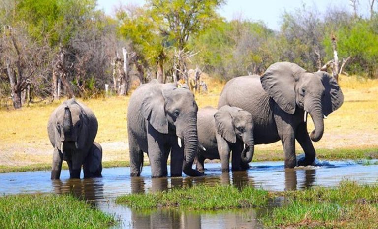 Fakta Hewan Gajah Yang Sangat Menarik Dan Jarang Diketahui